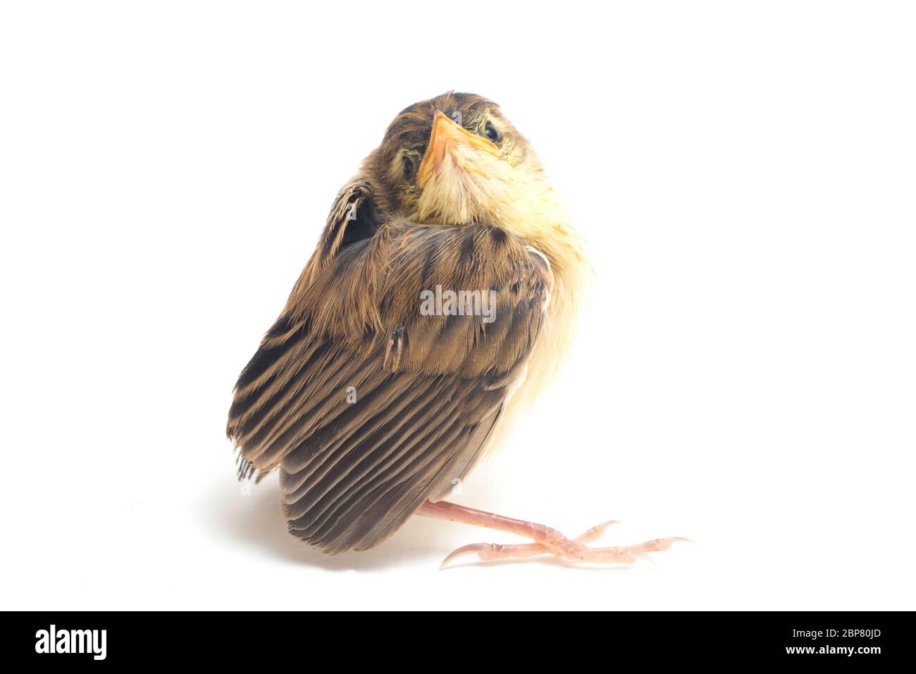 Young Zitting Cisticola Bird (Cisticola juncidis) isolated on white ...