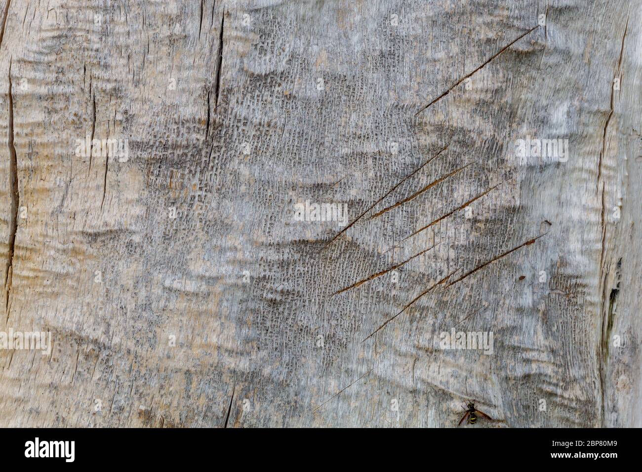 Old Weathered Tree Bark Texture Stock Photo - Alamy