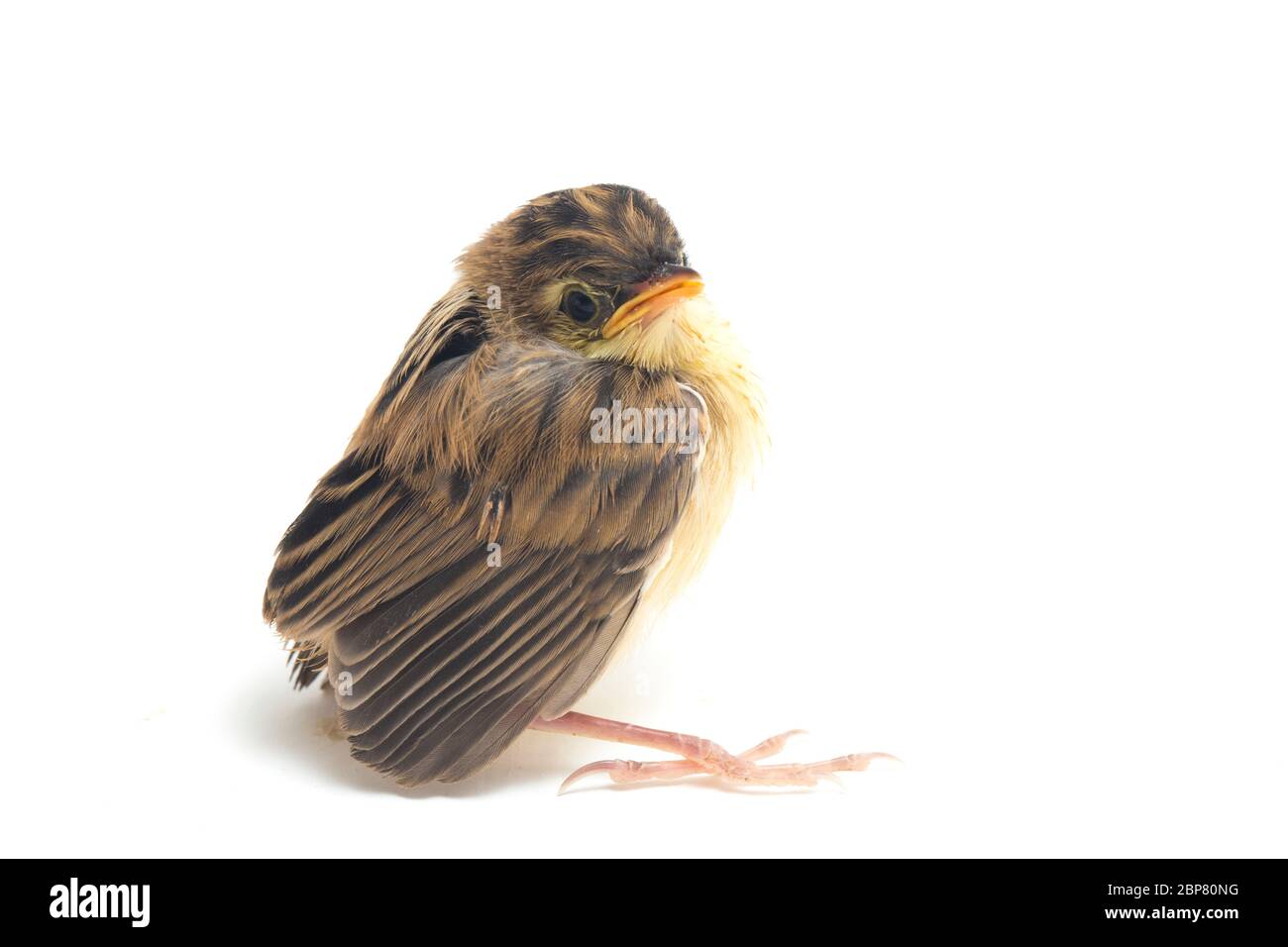 Young Zitting Cisticola Bird (Cisticola juncidis) isolated on white ...