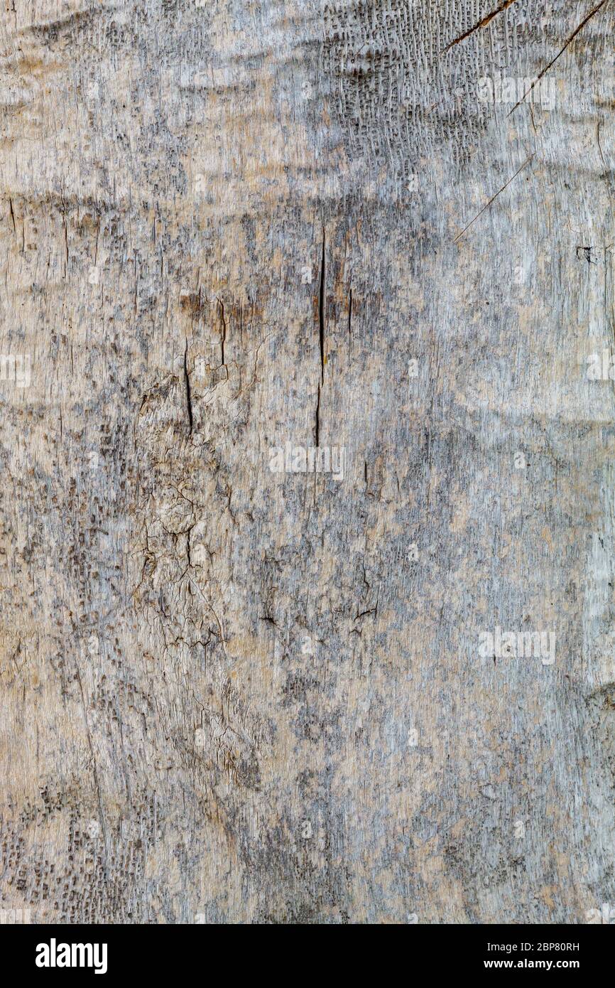 Old Weathered Tree Bark Texture Stock Photo - Alamy