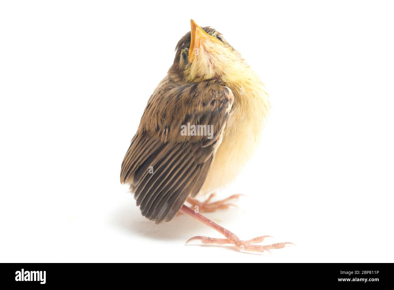 Young Zitting Cisticola Bird (Cisticola juncidis) isolated on white ...