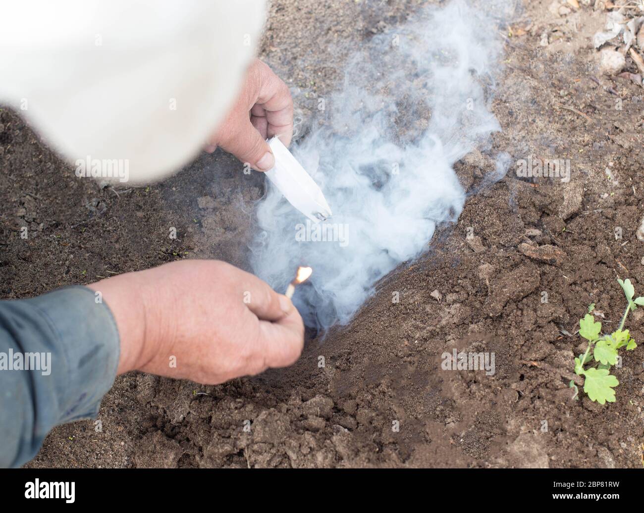 Expelling or smoking a mole from a summer cottage with a smoke bomb ...
