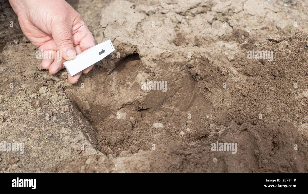 Expelling or smoking a mole from a summer cottage with a smoke bomb ...