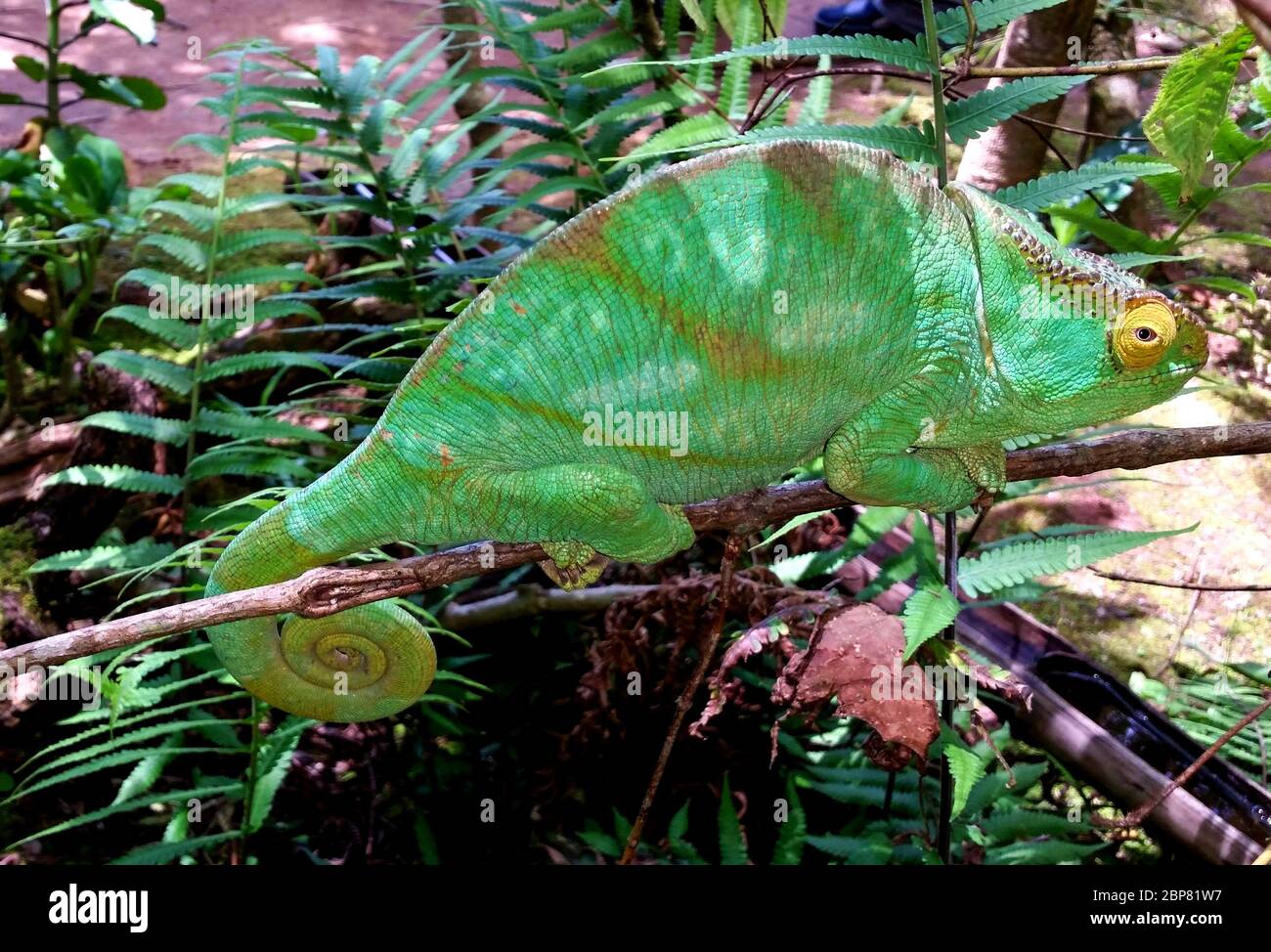Madagascar forest chameleons hi-res stock photography and images - Alamy