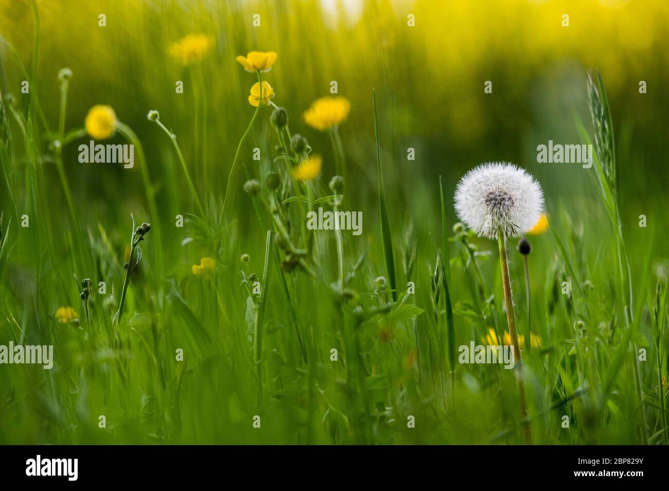 Dandelion wildflowers hi-res stock photography and images - Alamy
