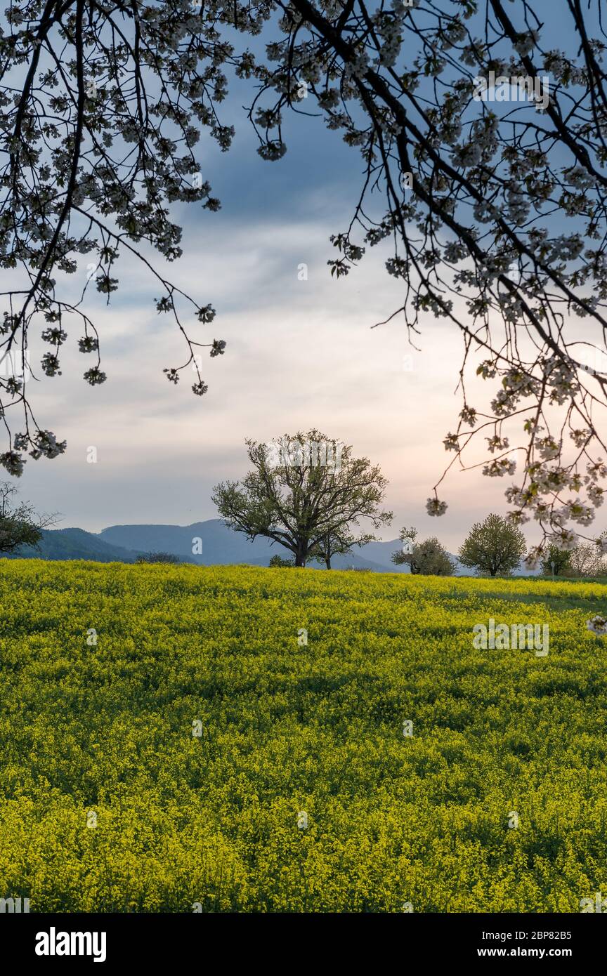 Pear tree allee hi-res stock photography and images - Alamy