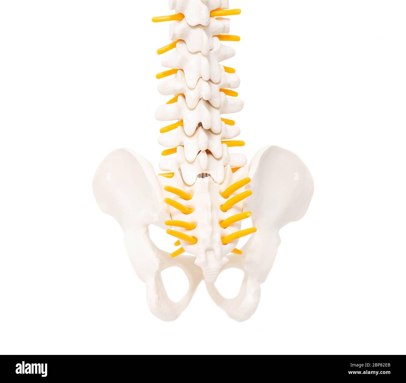 Tailbone hi-res stock photography and images - Alamy