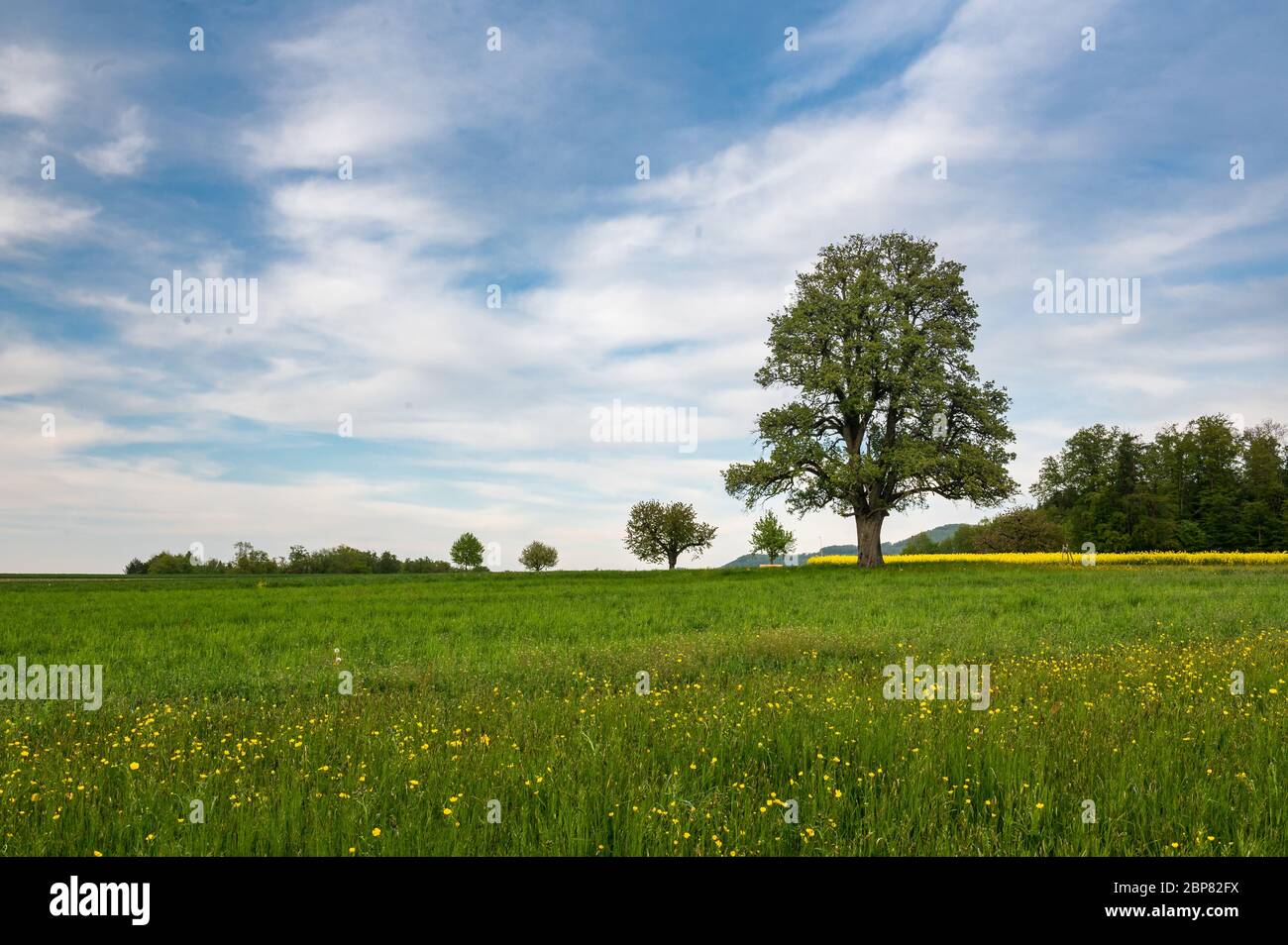 Beautiful spring landscape with a giant pear tree and a meadow with ...