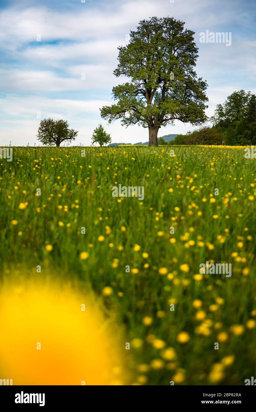 Beautiful spring landscape with a giant pear tree and a meadow with ...