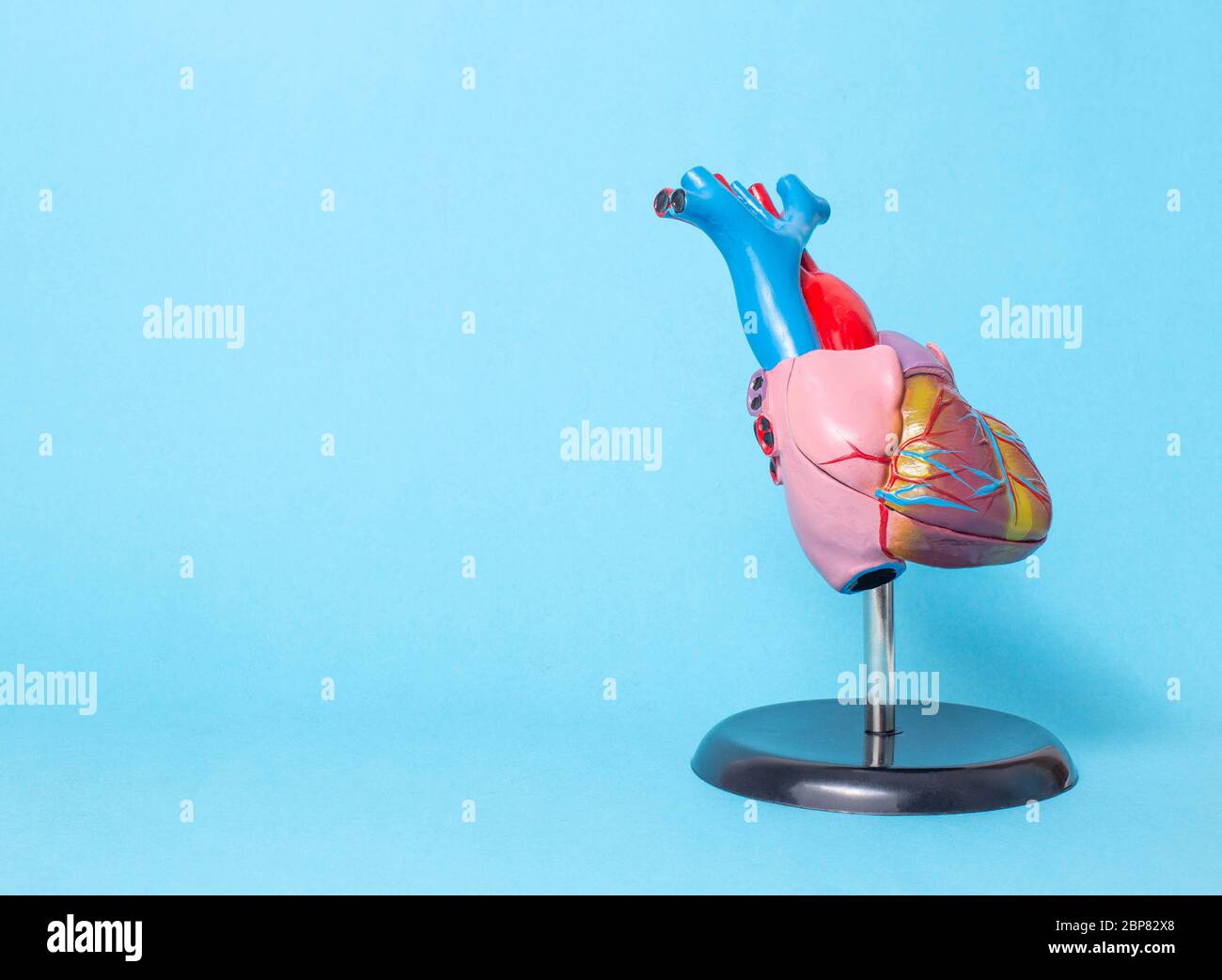 Anatomical model of the organ of the heart on a blue background. The ...