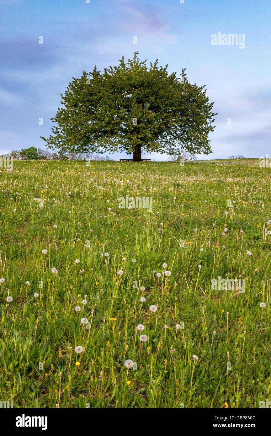 Scaped hi-res stock photography and images - Alamy