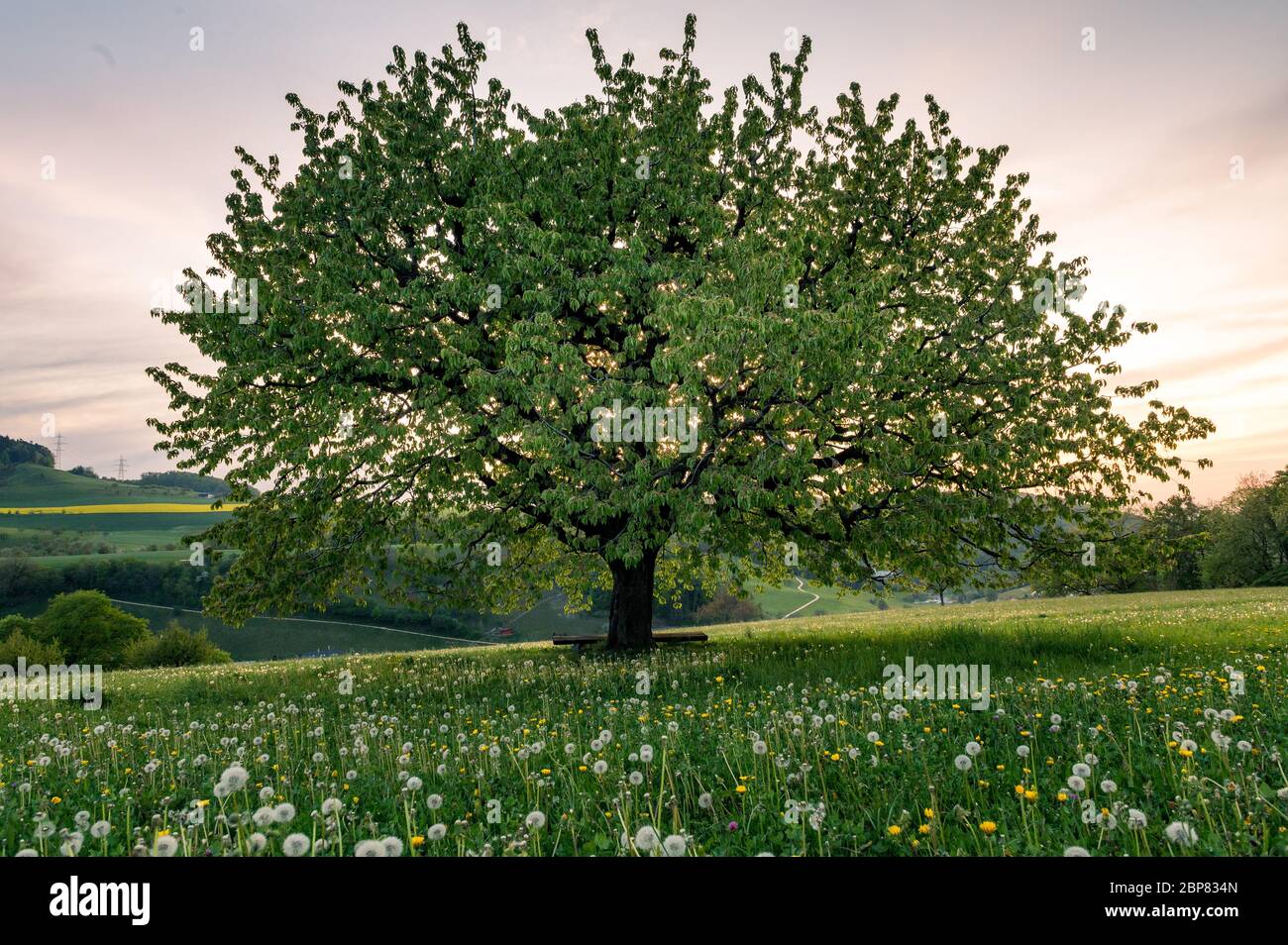 perfectly scaped spring tree in meadow Stock Photo - Alamy