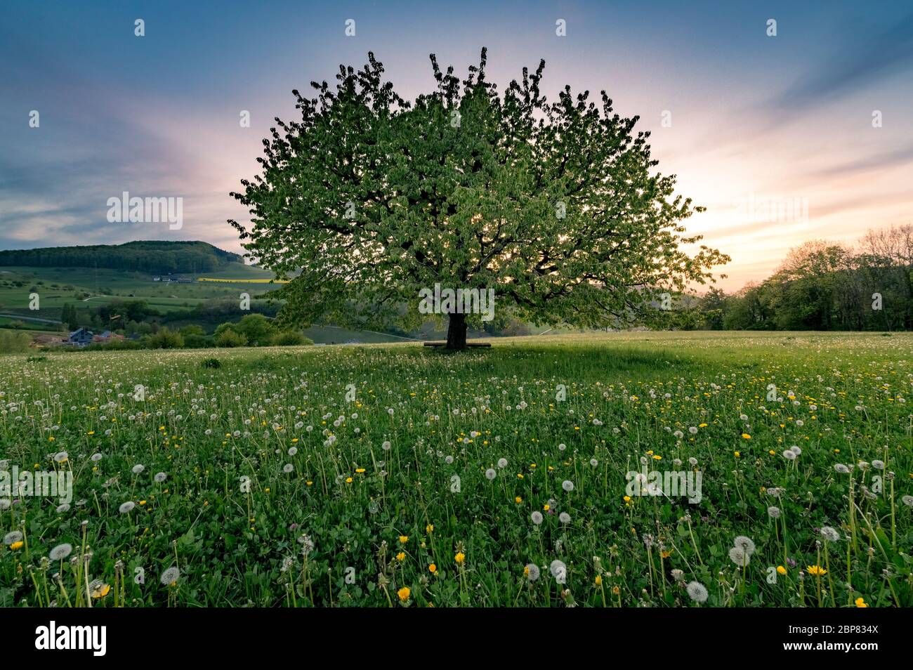 Scaped hi-res stock photography and images - Alamy