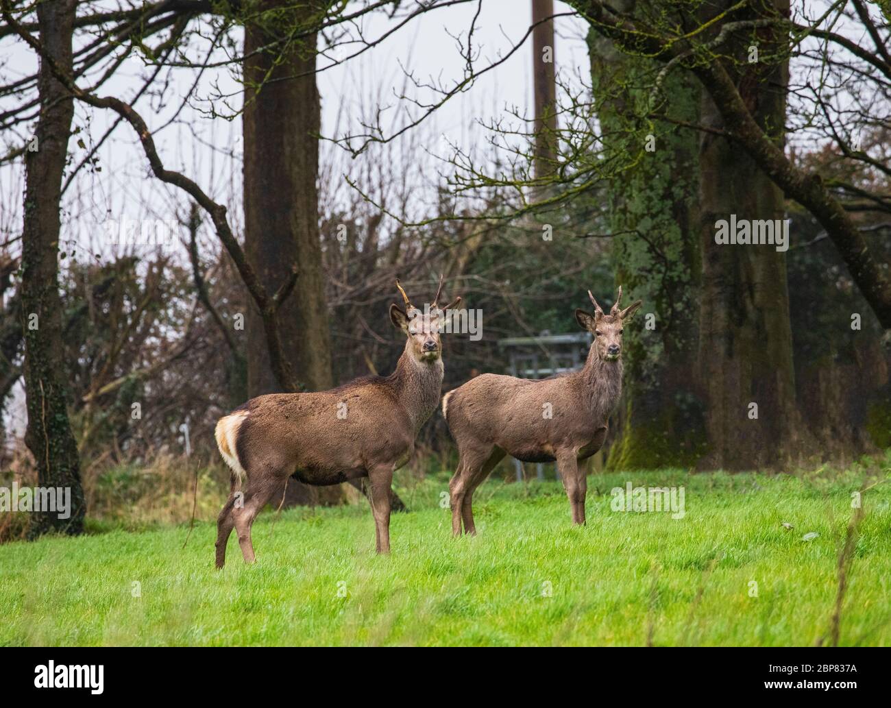 Irish deer hi-res stock photography and images - Alamy