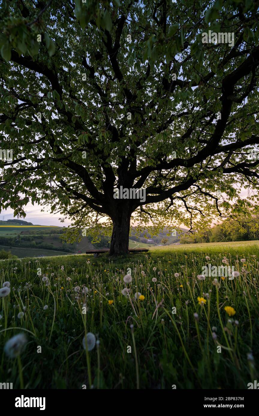 Schweizer lowenzahn hi-res stock photography and images - Alamy