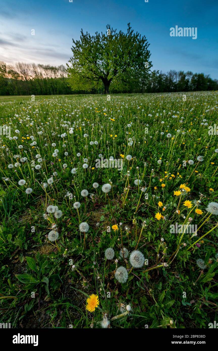 Scaped hi-res stock photography and images - Alamy