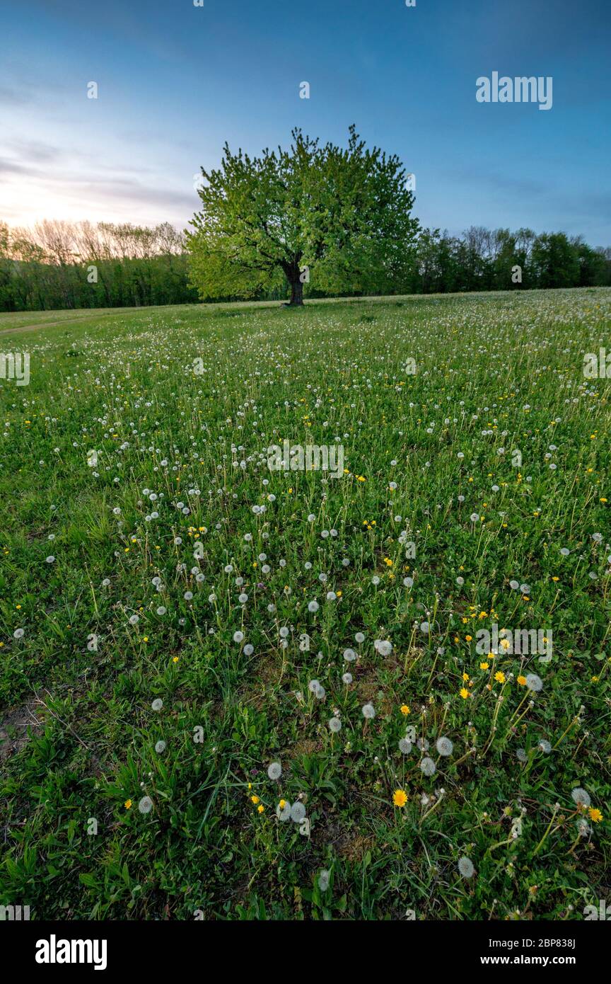 Scaped hi-res stock photography and images - Alamy