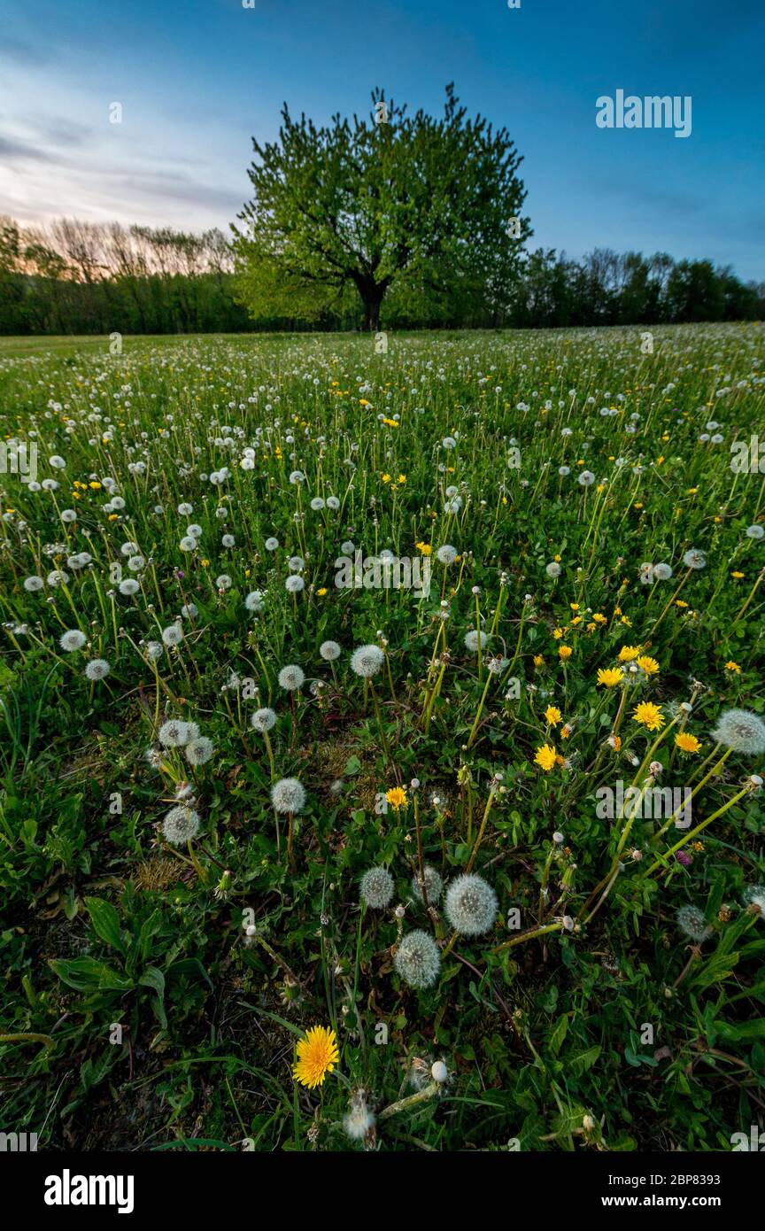 perfectly scaped spring tree in meadow Stock Photo - Alamy