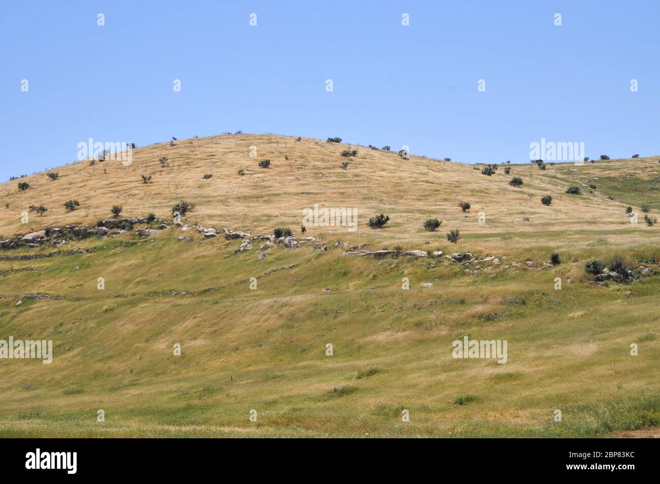 Spring desert landscape. After an exceptionally rainy winter, the ...