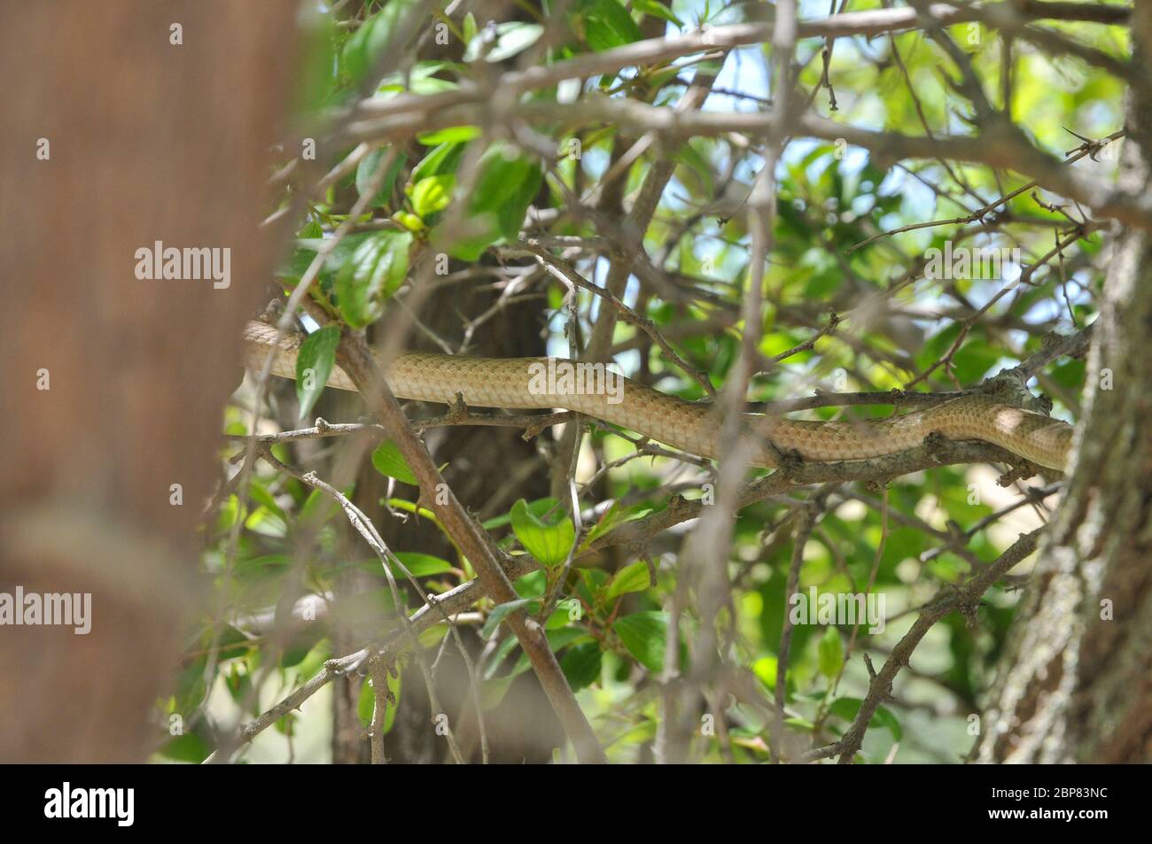 Desert snake hiding hi-res stock photography and images - Alamy