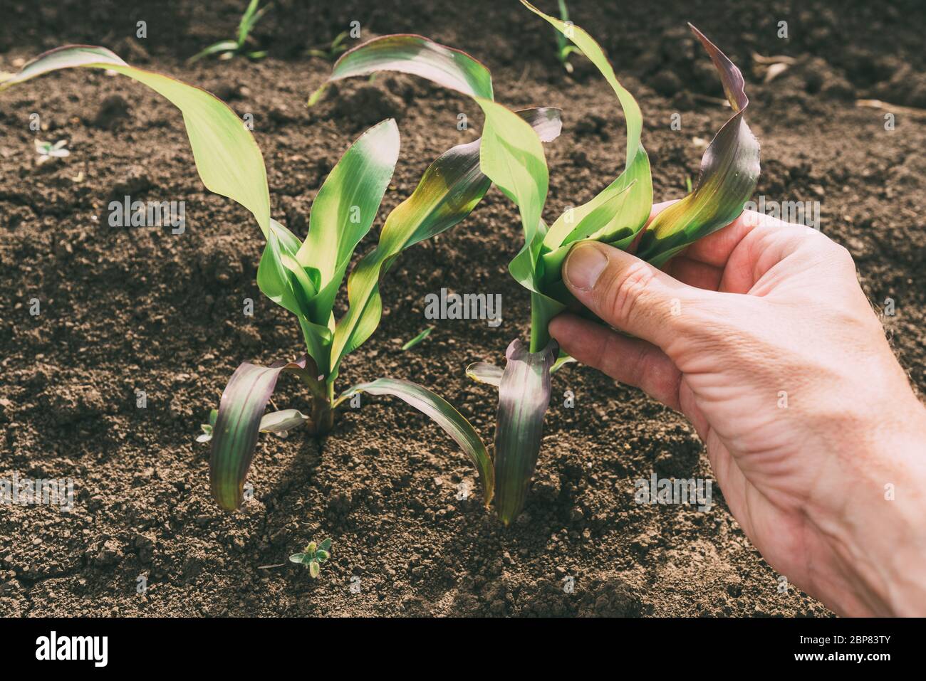 Agronomist examining damaged corn crops after herbicide application in ...