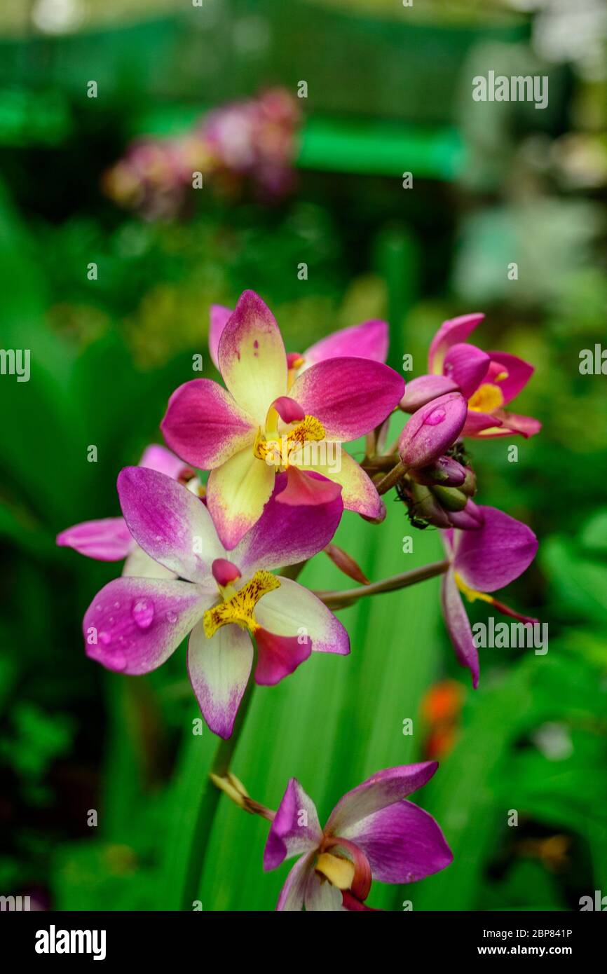 Dendrobium orchid close up Stock Photo - Alamy