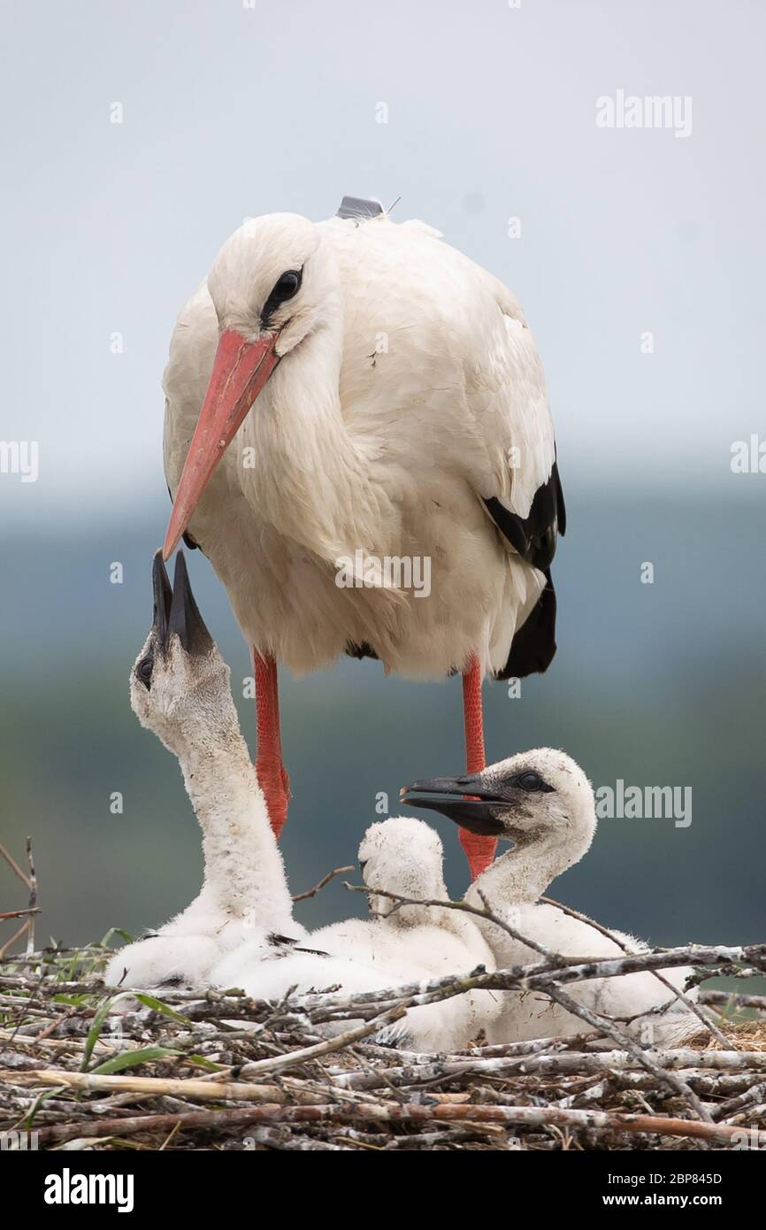 Six animals hi-res stock photography and images - Alamy