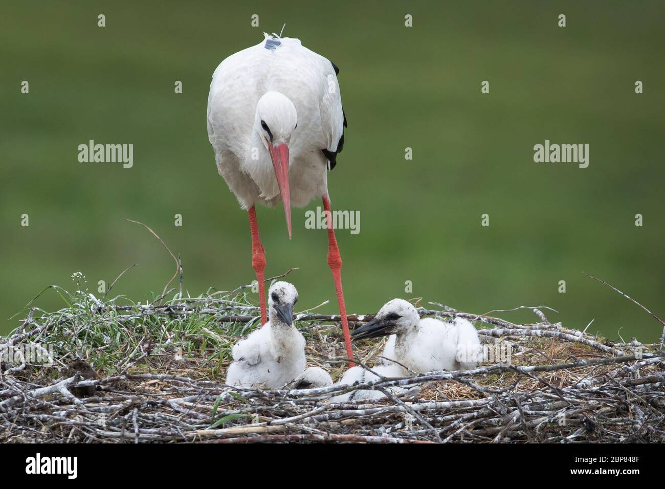 Real stork hi-res stock photography and images - Alamy