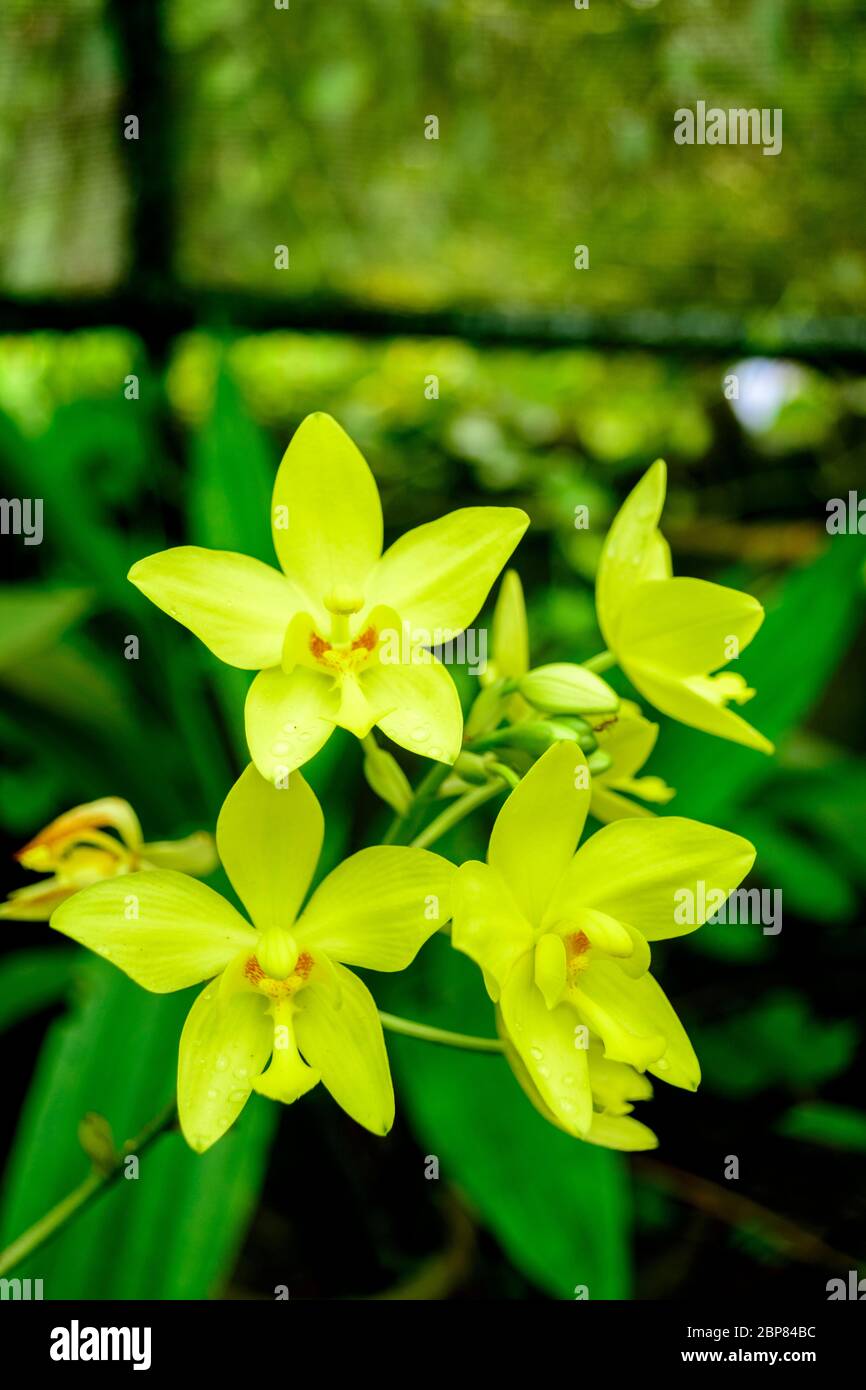 Beautiful purple orchid dendrobium hi-res stock photography and images ...