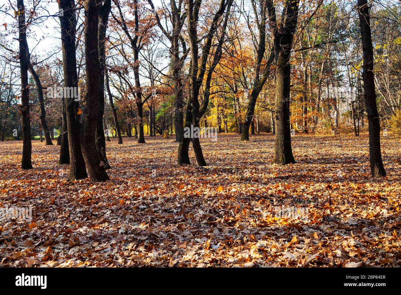 Beautiful autumn park. Beautiful fall landscape Stock Photo - Alamy