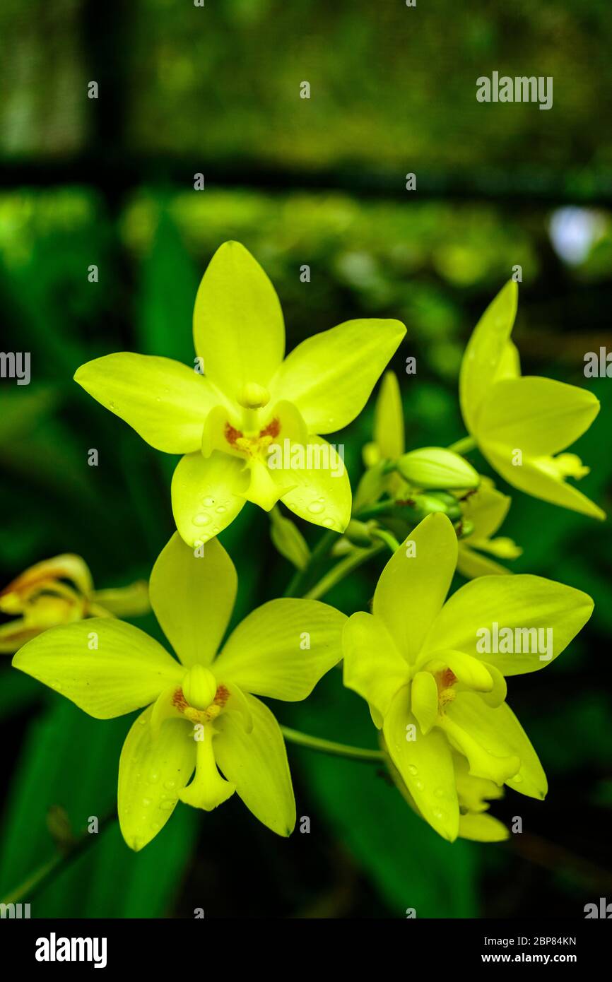 Dendrobium orchid yellow hi-res stock photography and images - Alamy