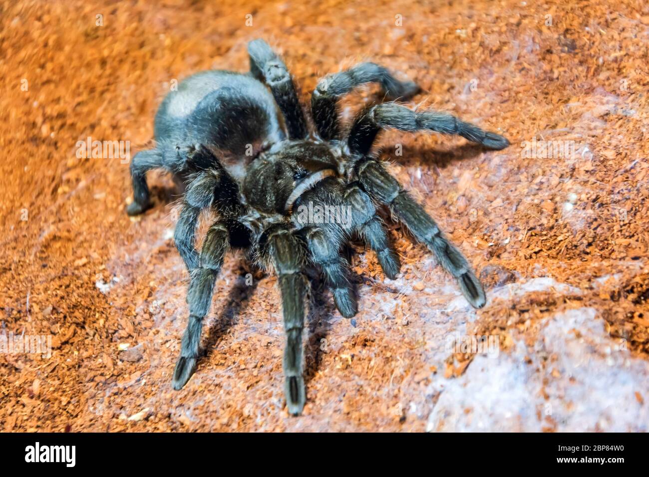 Black giant tarantula spider sits on the ground in the forest Stock ...