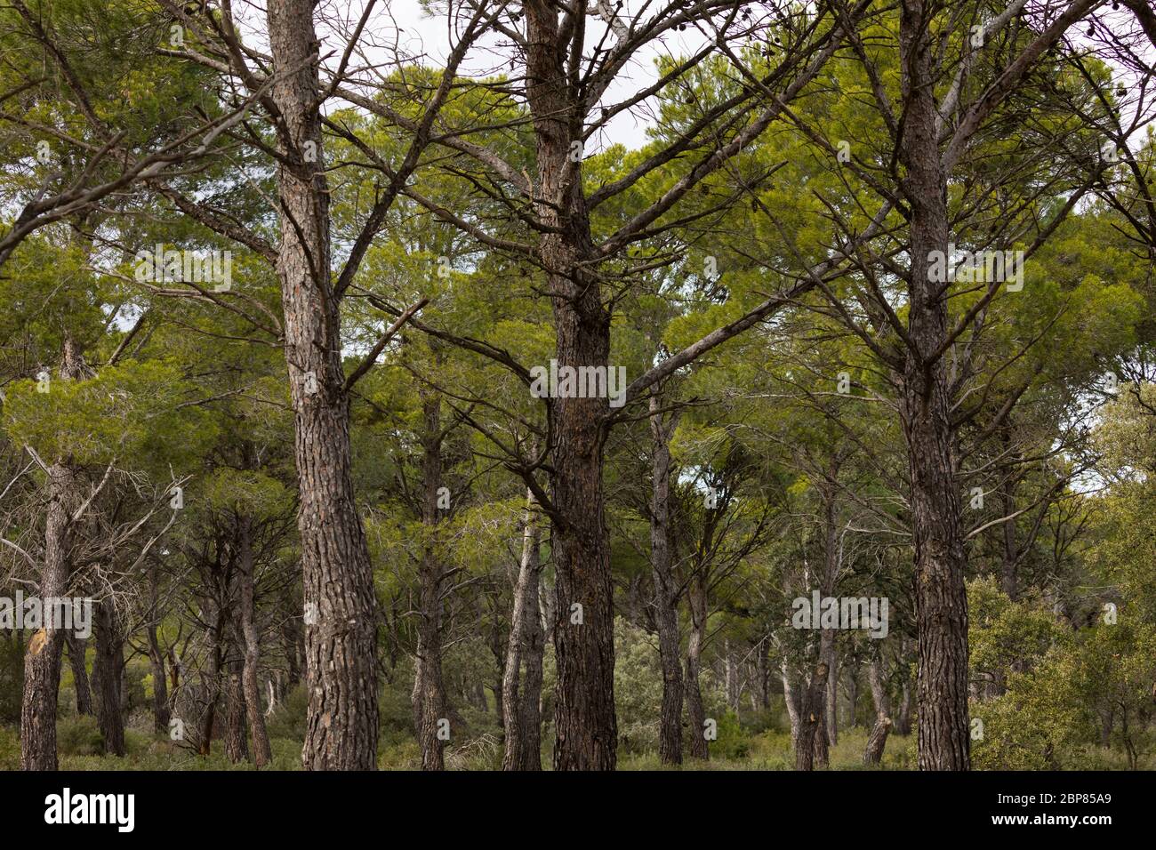Santuario de misericordia hi-res stock photography and images - Alamy