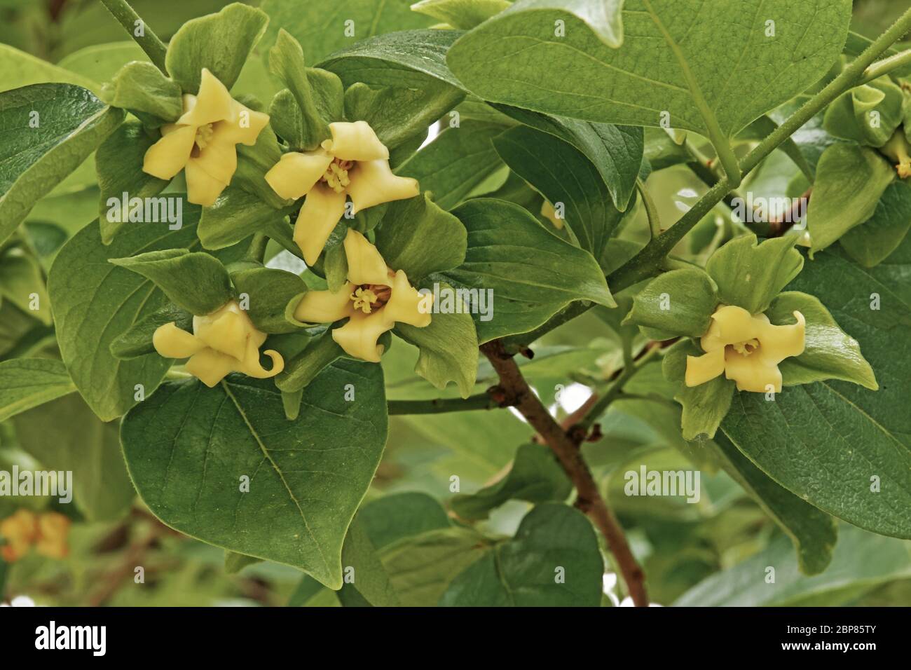 flowers and leaves of persimmon, Diospyros kaki Stock Photo - Alamy