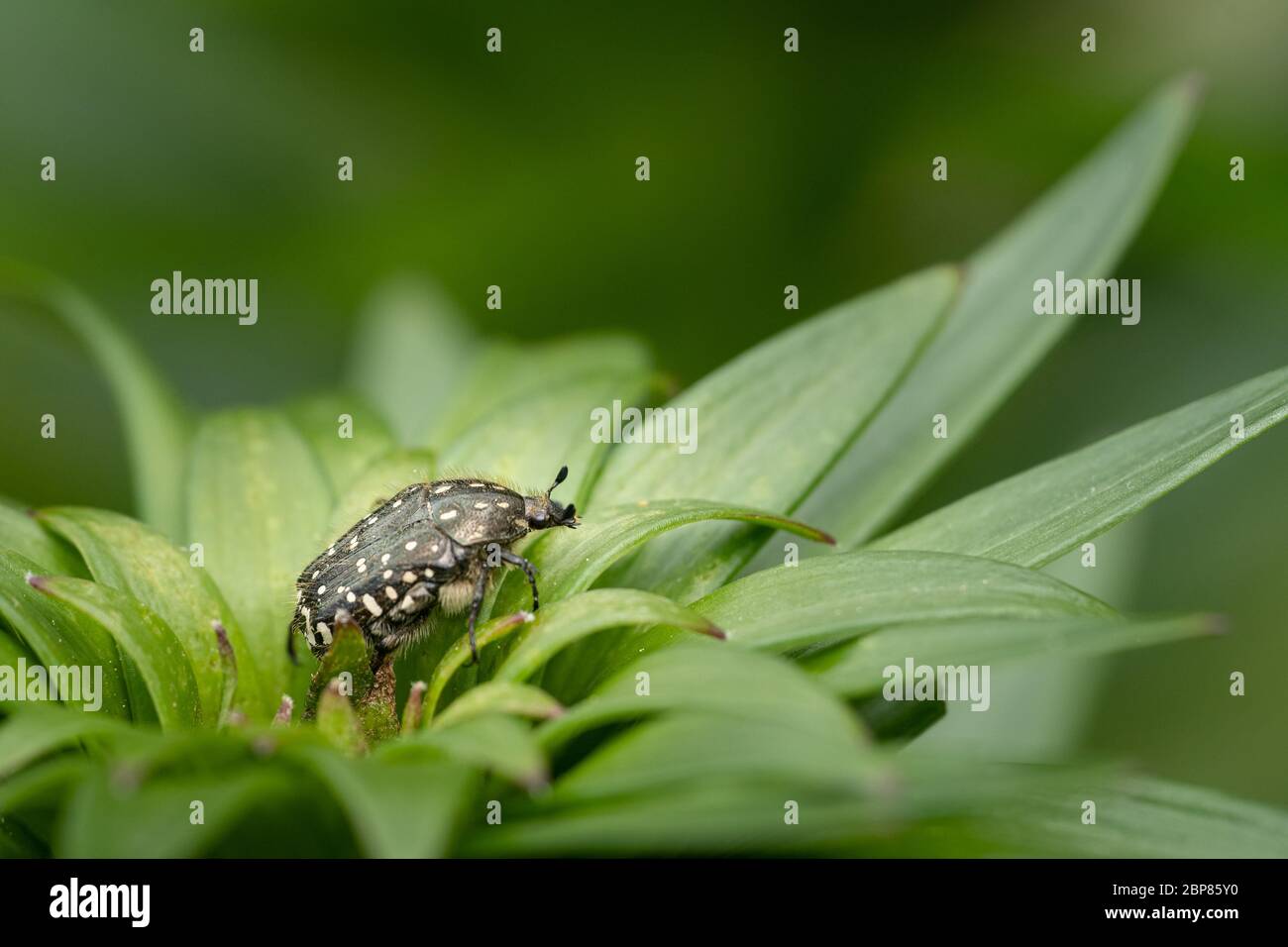 A white spotted rose beetle (Oxythyrea funesta, Cetoniidae) sitting on ...