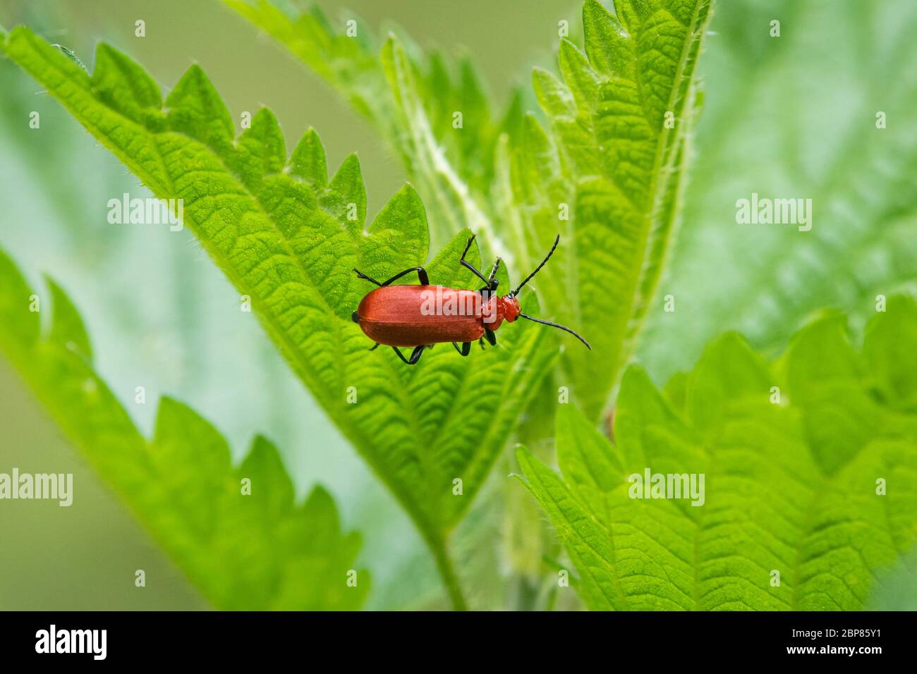Fire colored beetle hi-res stock photography and images - Alamy