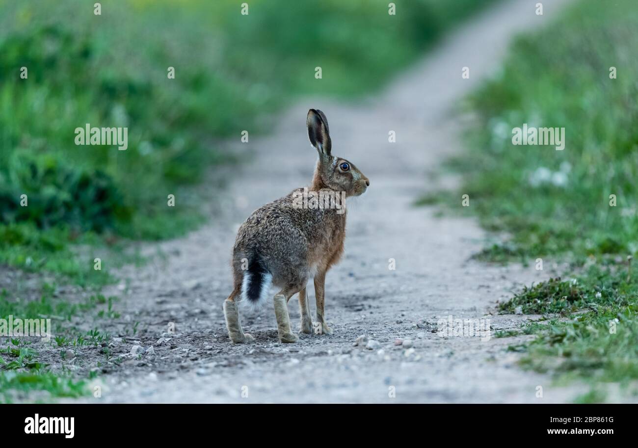Agriculture Lepus High Resolution Stock Photography and Images - Alamy