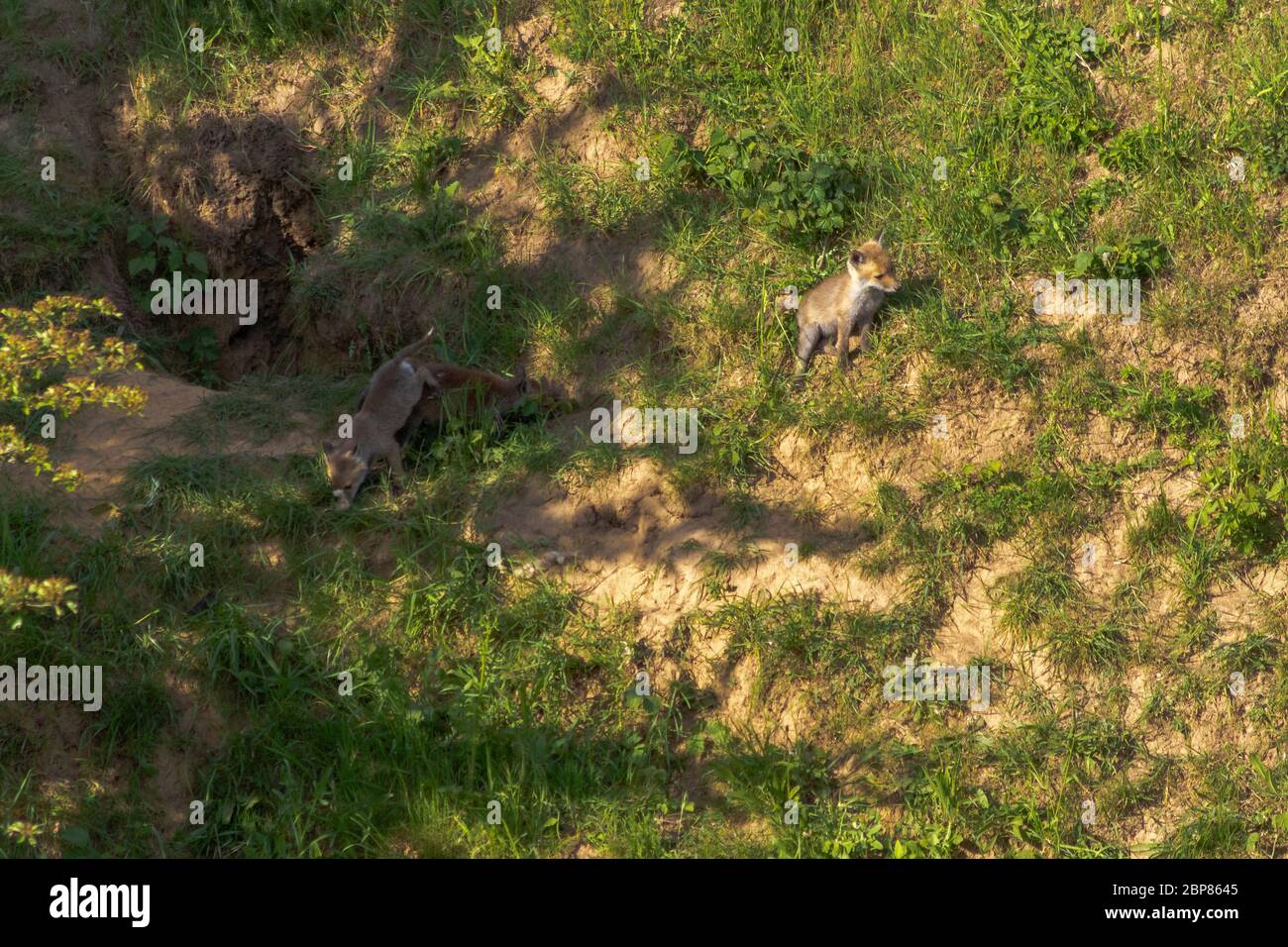Natural born hunter hi-res stock photography and images - Alamy