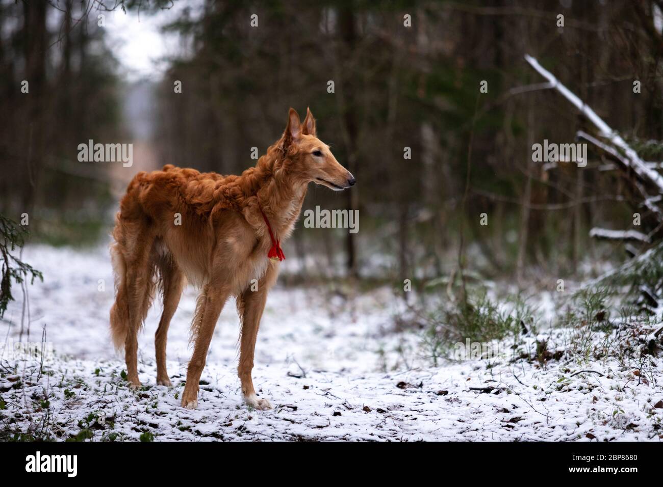 Red puppy of borzoi walks outdoor at winter day, russian sighthound ...