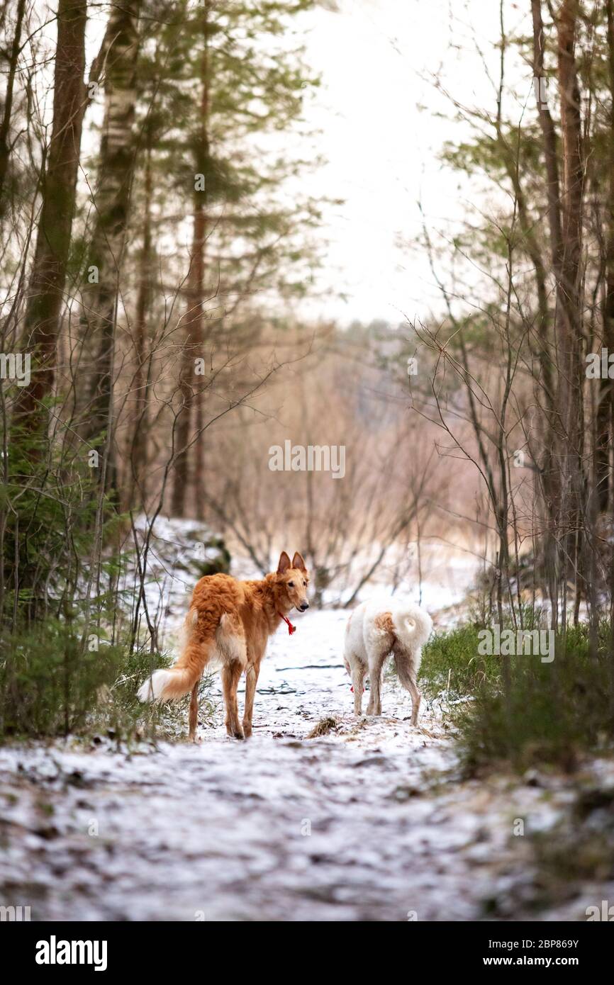 Red and white puppy of borzoi walks outdoor at winter day, russian ...