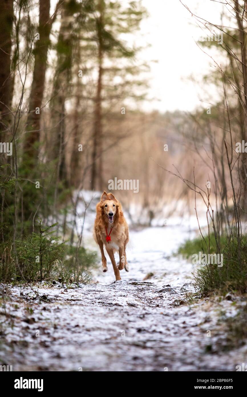 Red puppy of borzoi walks outdoor at winter day, russian sighthound ...
