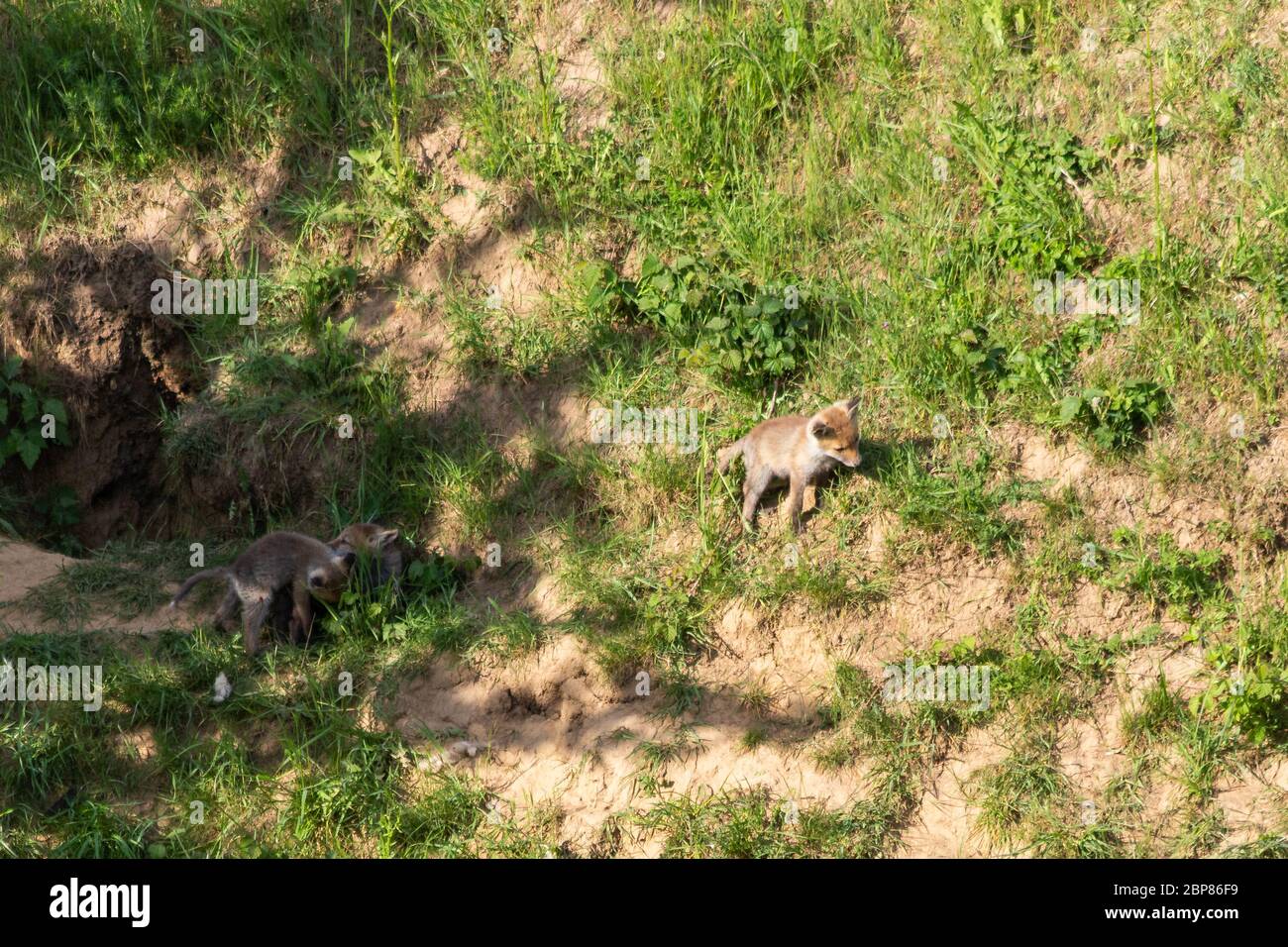 Red fox new born hi-res stock photography and images - Alamy