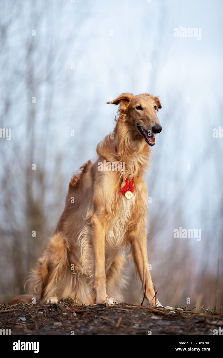 Red puppy of borzoi walks outdoor at summer day, russian sighthound ...