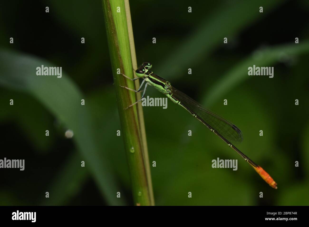 Asian damselfly hi-res stock photography and images - Alamy