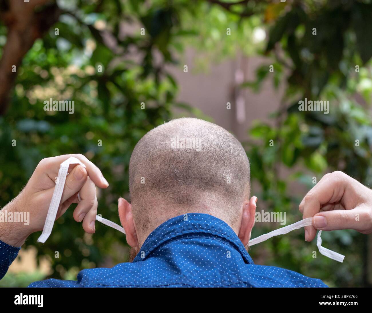 Back view of a bald man putting on a face mask and tying it up behind ...
