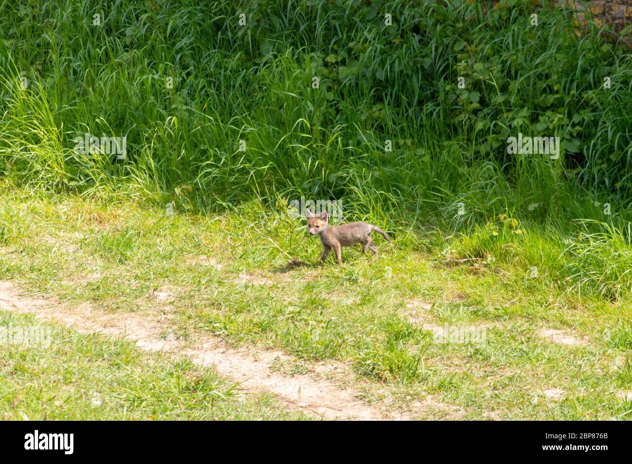Red fox new born hi-res stock photography and images - Alamy
