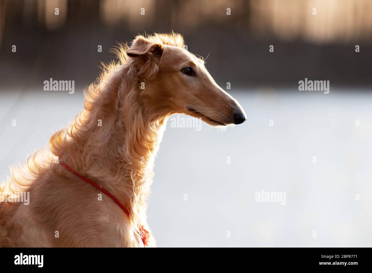 Red puppy of borzoi walks outdoor at summer day, russian sighthound ...