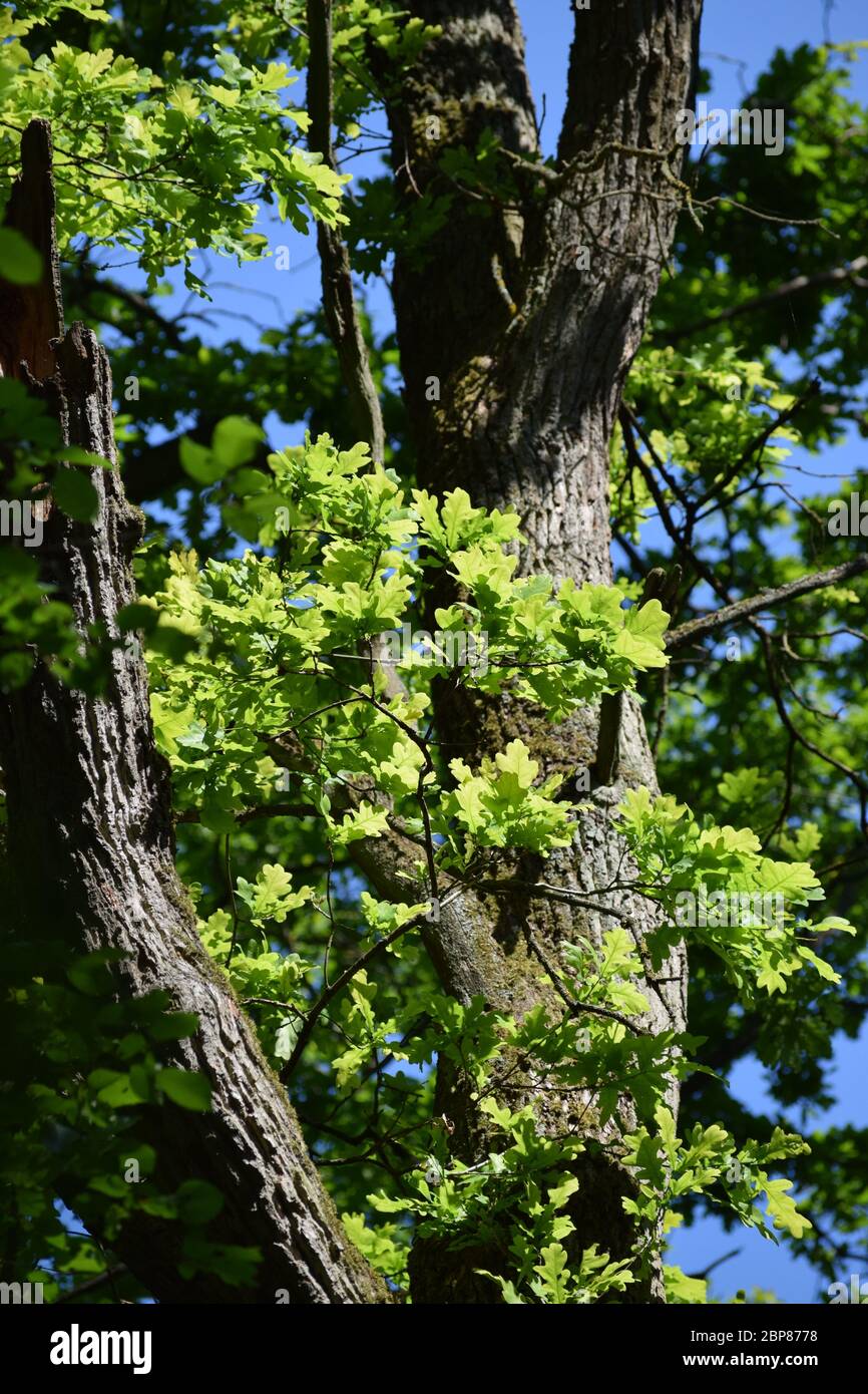 Oak tree with typical Leaf foliage Stock Photo - Alamy