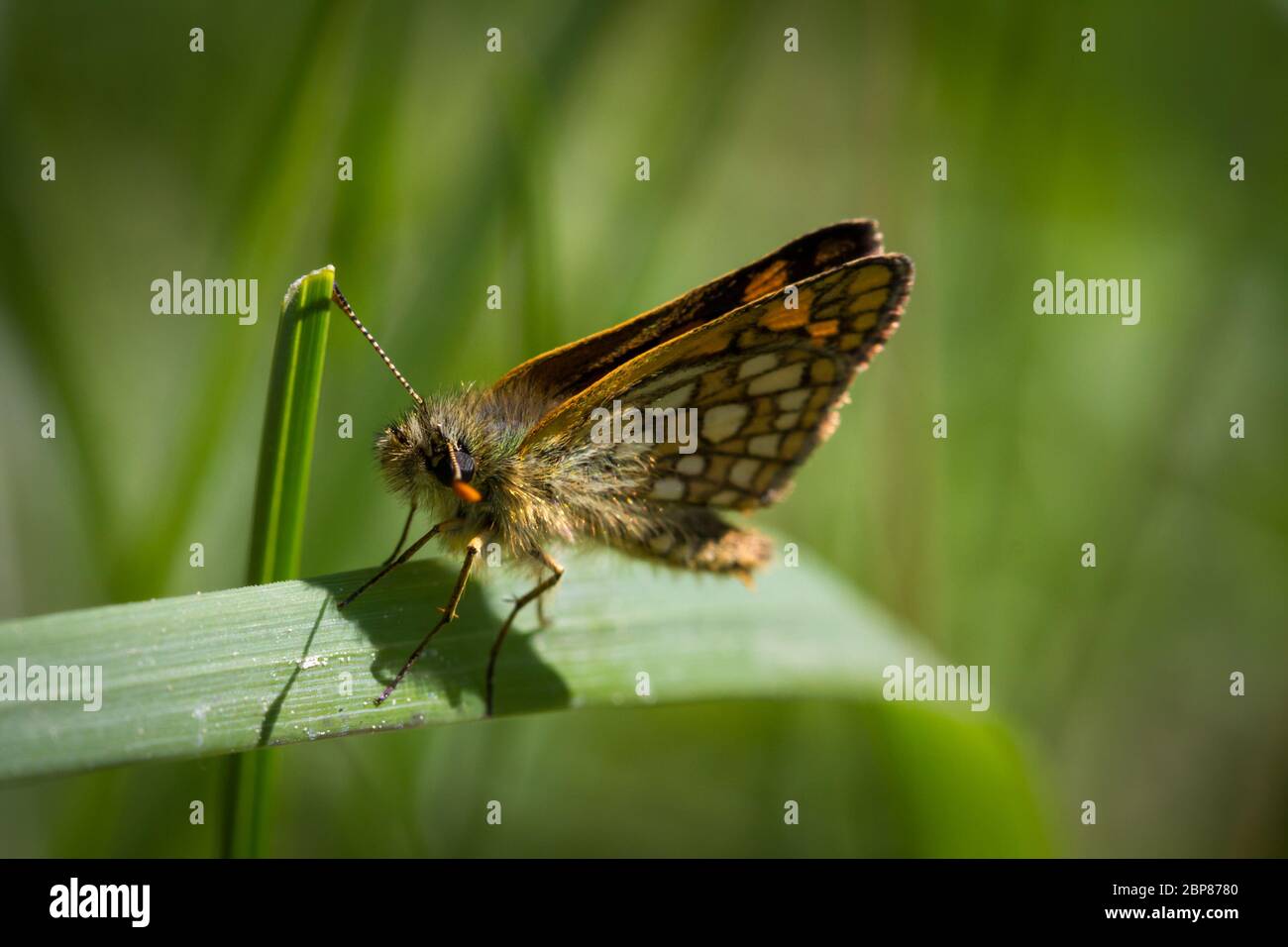 Carterocephalus palaemon (Arctic skipper / Gelbwürfeliger ...