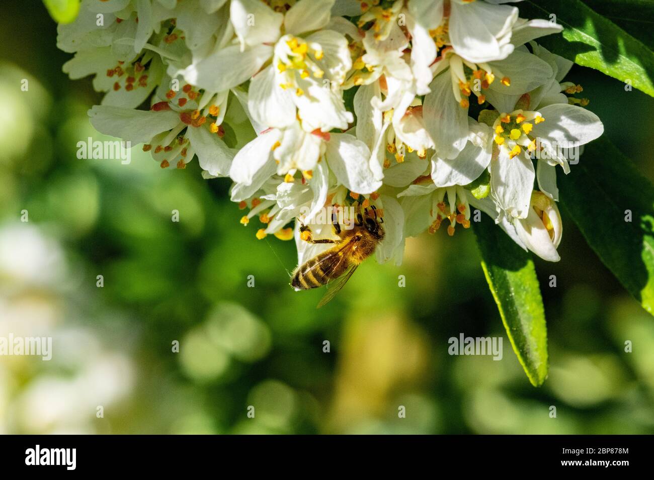 Bee: Honey Bee collecting pollen on wild flowers. Closeup details of ...